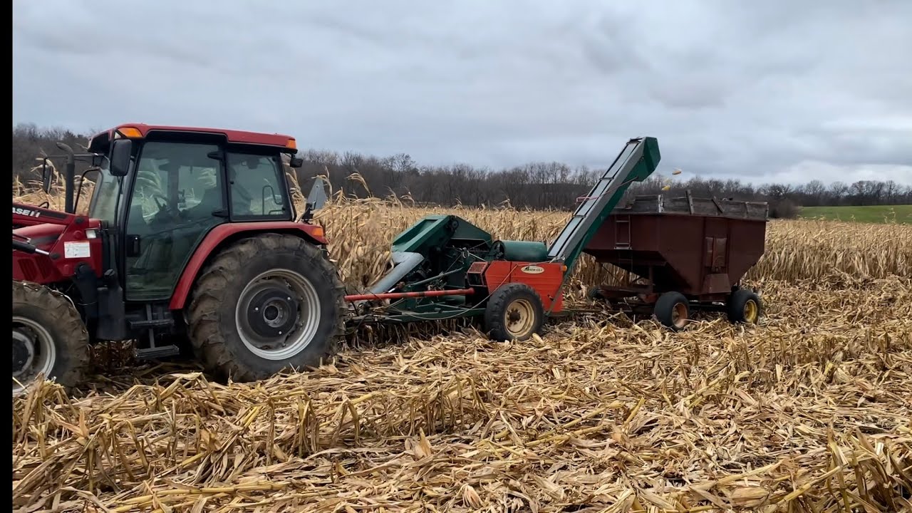 Picking ear corn! - YouTube