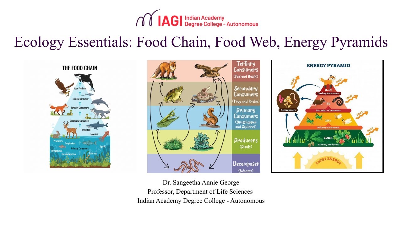 Ecology Essentials: Food Chains, Food Webs & Energy Pyramids | Dr ...