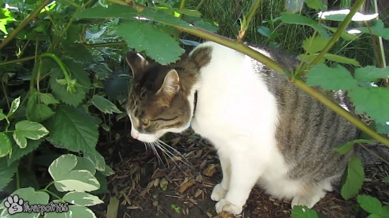 How to Direct a Cat in a Video - YouTube