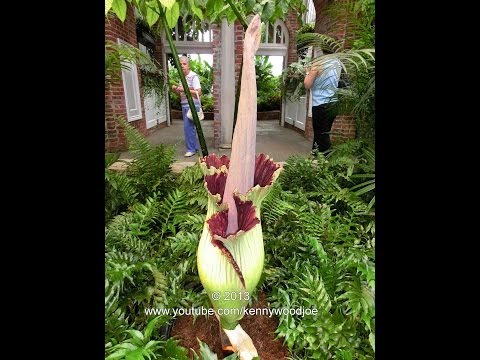 Phipps Conservatory Corpse Flower - Romero - YouTube