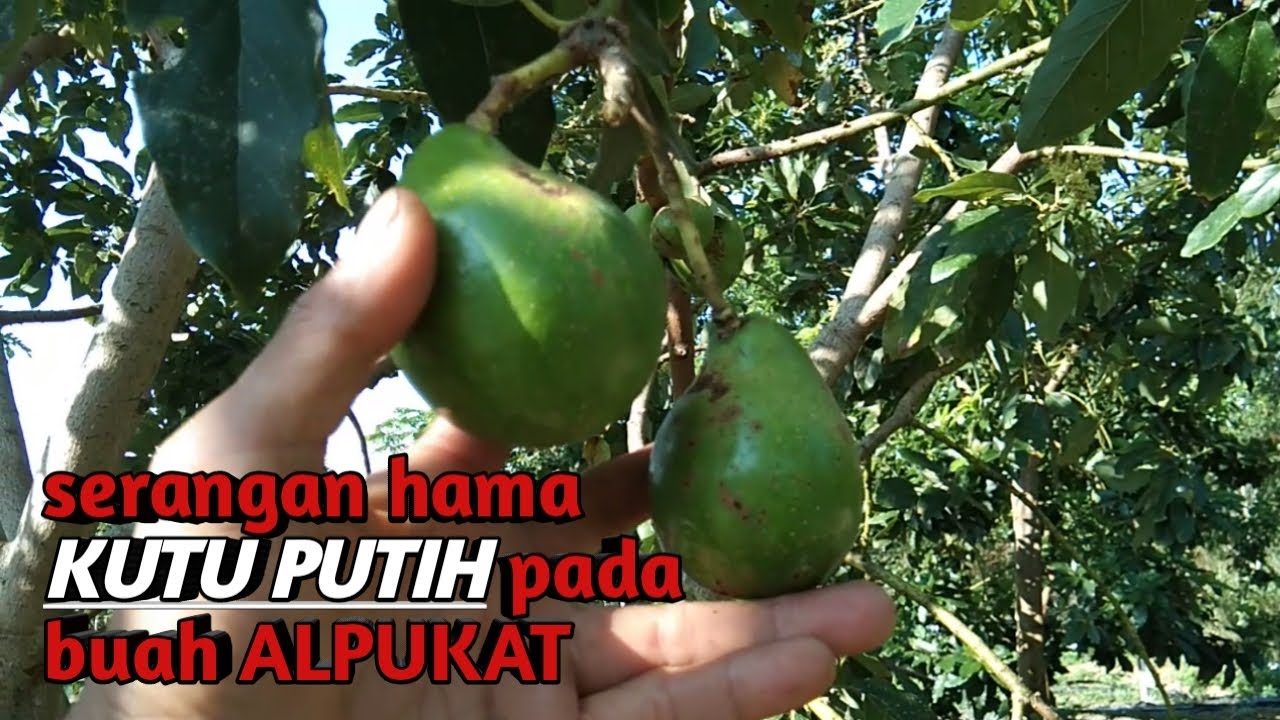 Serangan Hama Kutu Putih Pada Buah Alpukat - YouTube