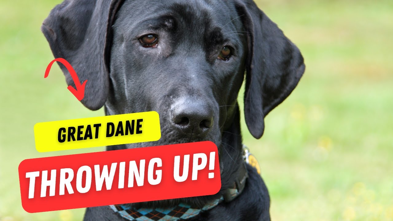 Great Dane throwing up | Causes, What to Do & When to Worry - YouTube