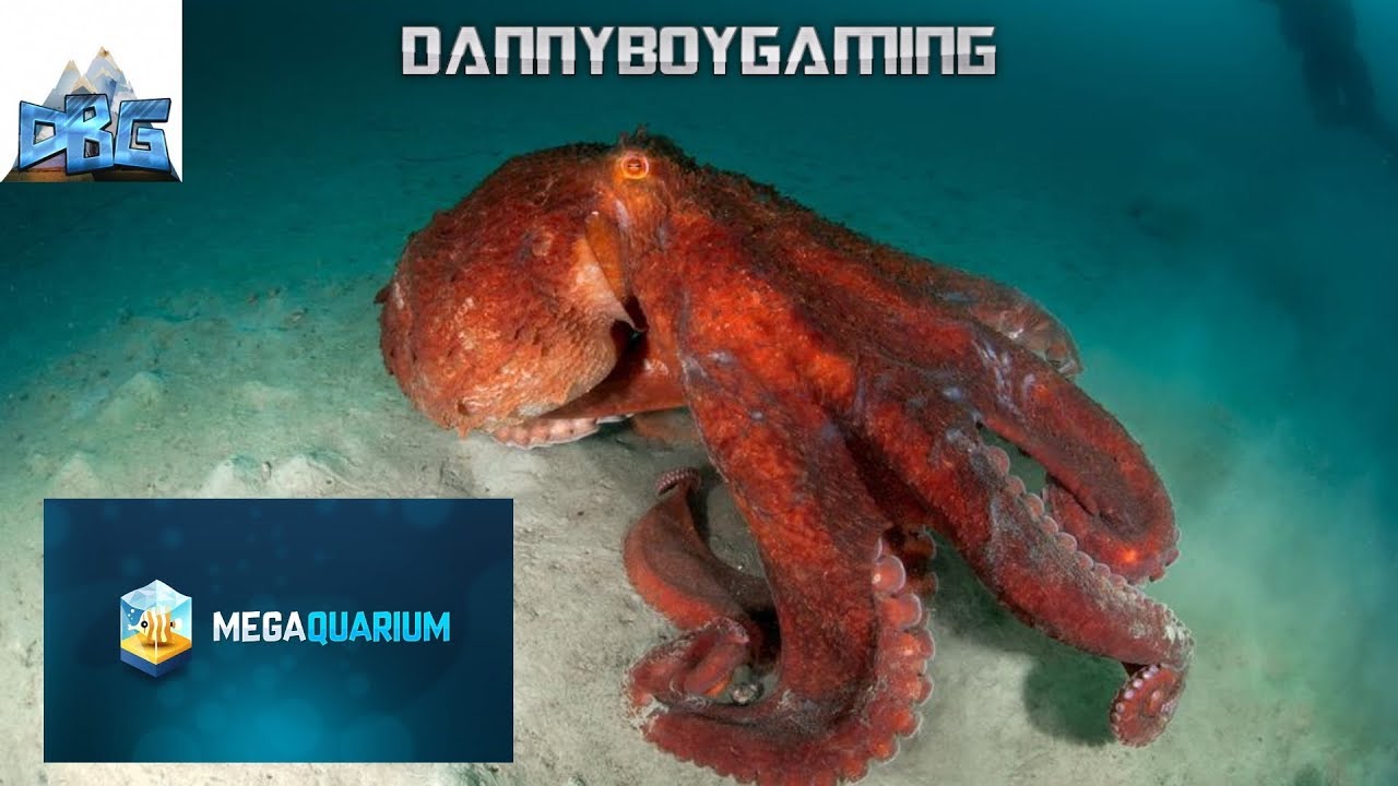 Megaquarium EP 23 A Giant Red Octopus - YouTube