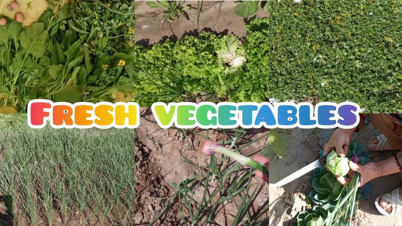 homemade vegetables fresh and healthy |tasty and good smell|hygienic ...