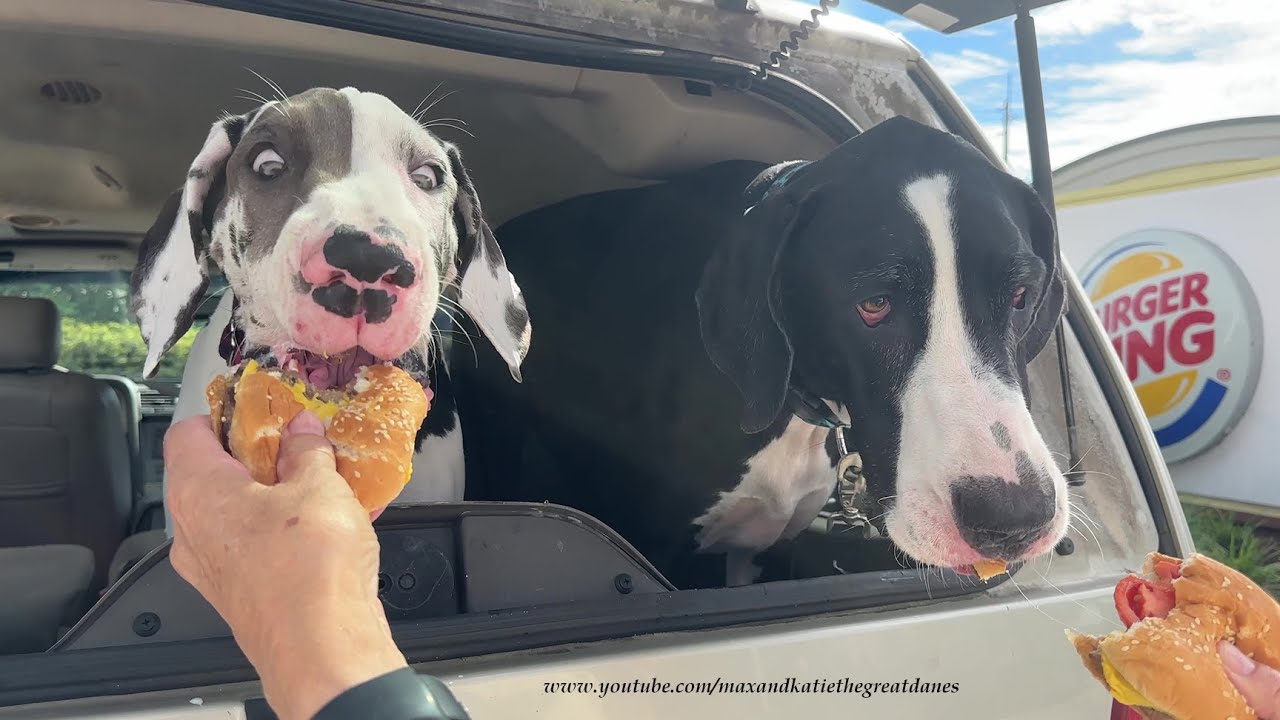 Funny Facial Expression Great Danes Enjoy Their Burger King ...