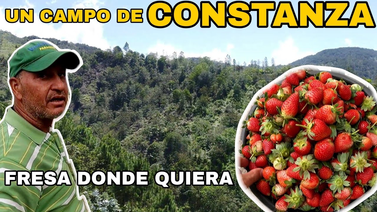 ASI SE CULTIVAN LAS FRESAS EN CONSTANZA PASAMOS POR UN CAMPITO LLAMADO ...
