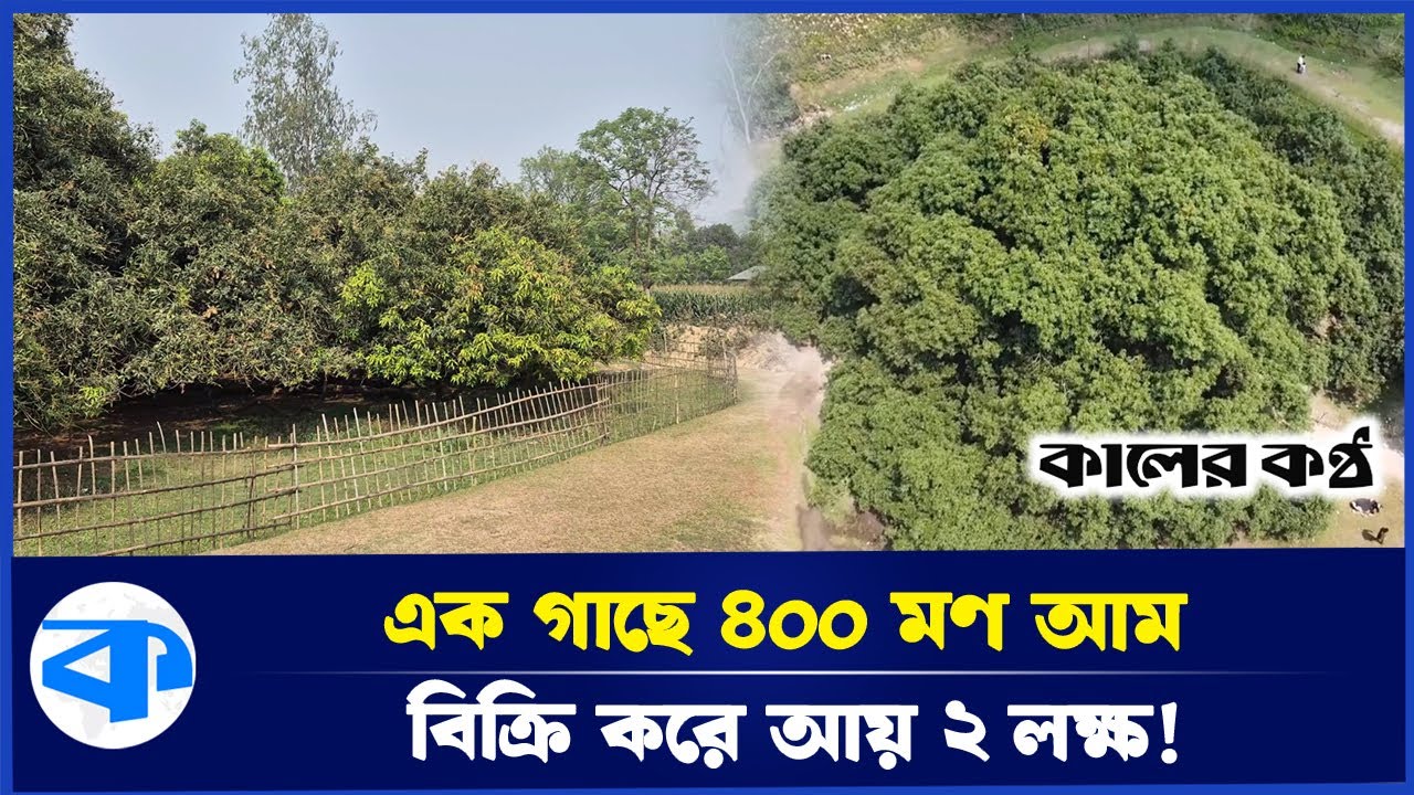 ২৩০ বছরের আম গাছে জীবন ও জীবিকা | Largest Mango Tree | Thakurgaon ...