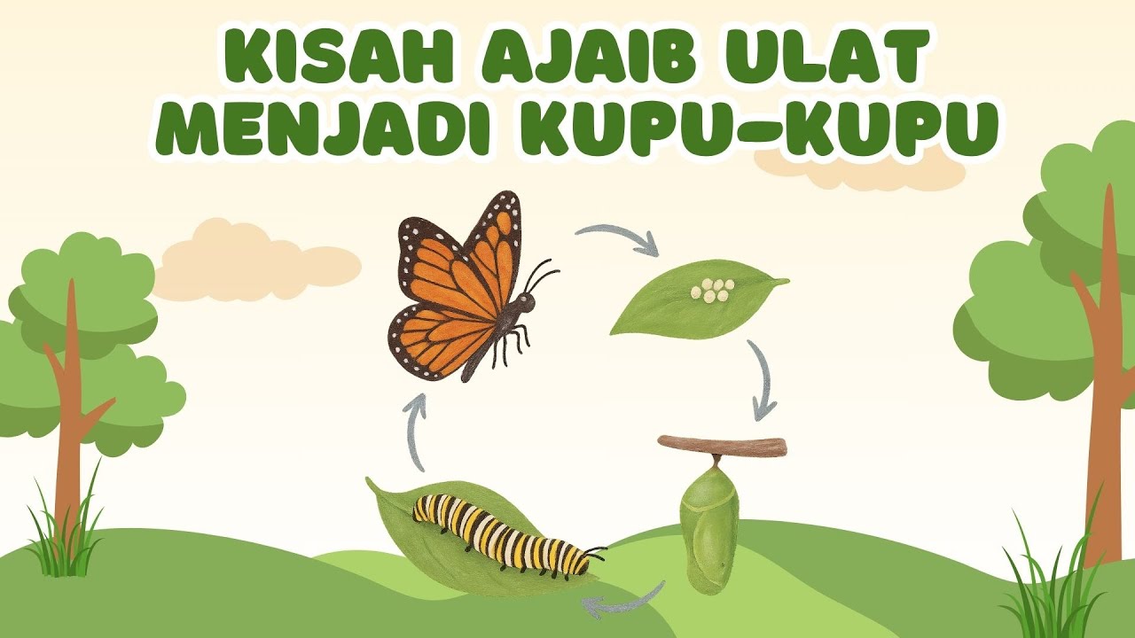 KISAH AJAIB ULAT MENJADI KUPU-KUPU - YouTube