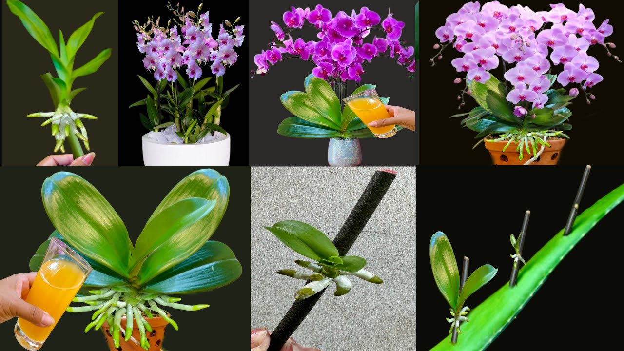 Hello,this is my flower growing video Thanks very much,all friend who ...