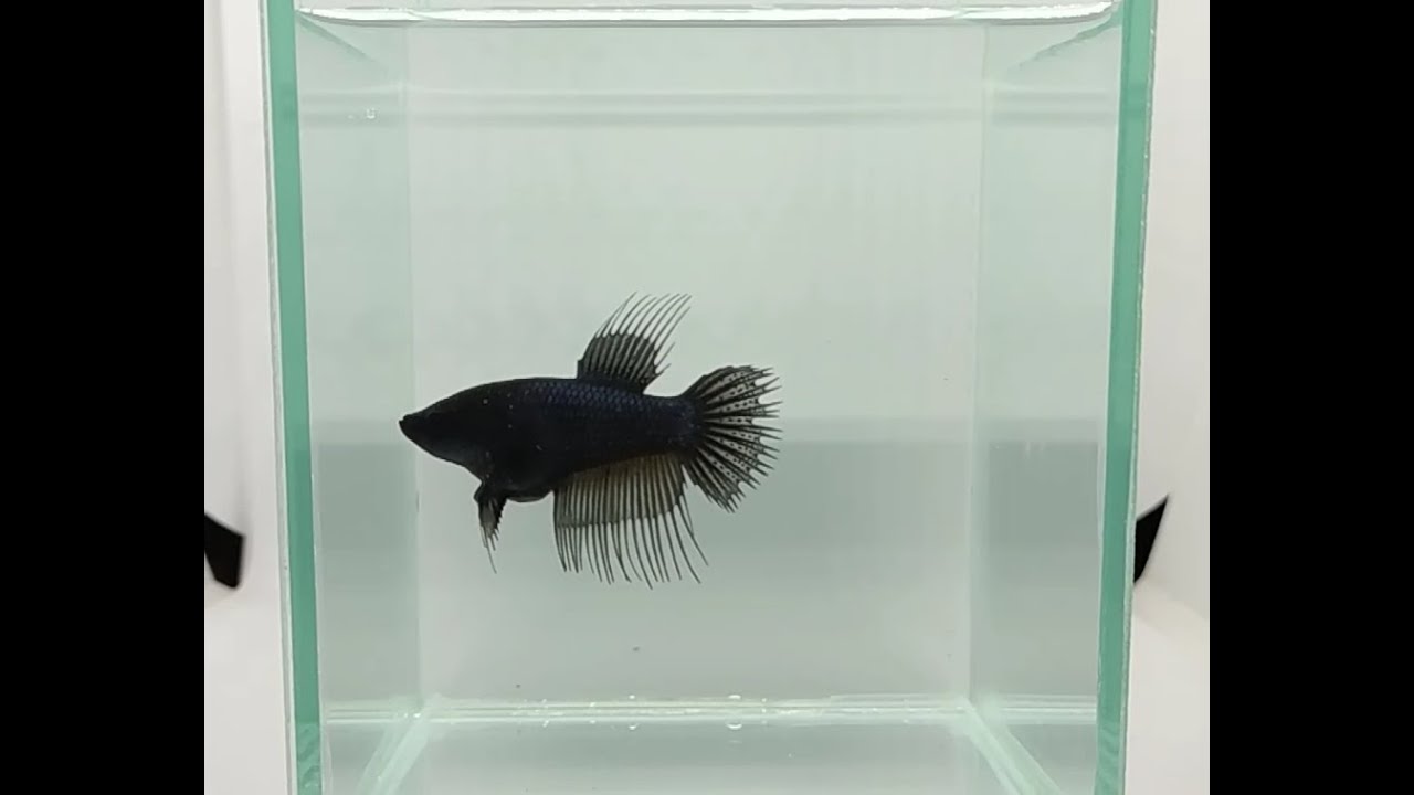 LIVE Black Orchid Crowntail Betta (Female) - YouTube