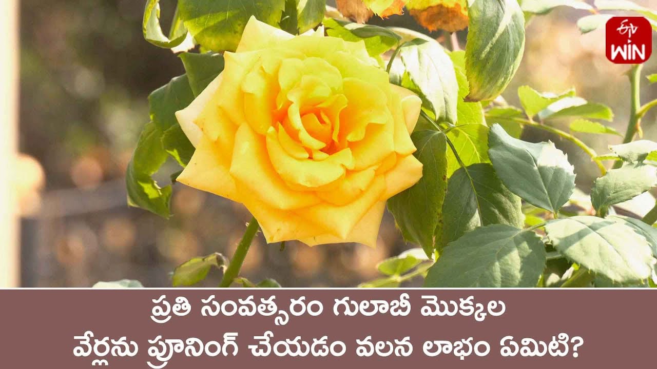 Prathi samvacharam gulabi mokkala verlanu prunning cheyadam valana ...