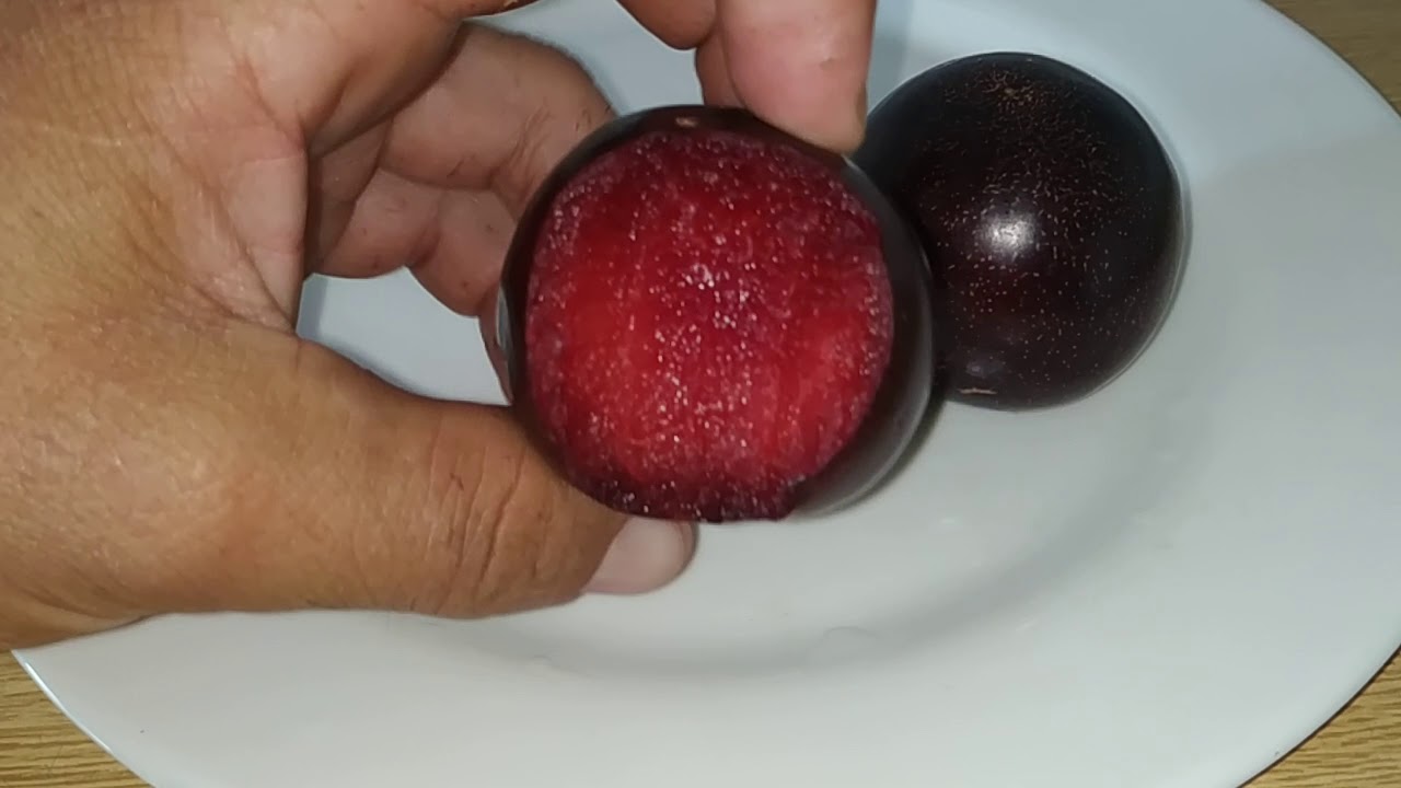 Metis Oxy Plum ( Prunus domestica) - YouTube