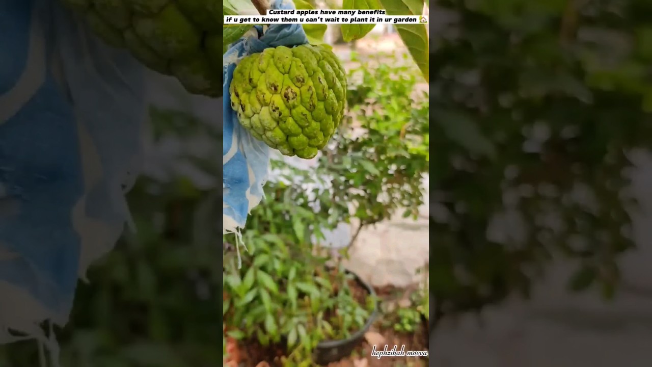 Untold story of the Custardapple/Seetha phalam.Day18/75 ...