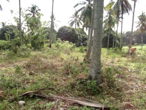 FOR SALE: 1-hectare farm in Balubal, Cagayan de Oro, Philippines ...