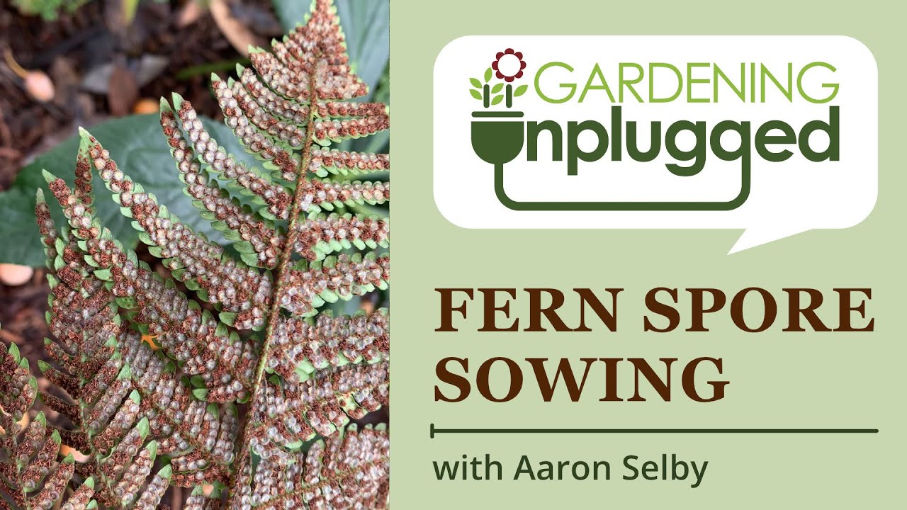 Gardening Unplugged - Fern propagation: spore sowing process with Aaron ...
