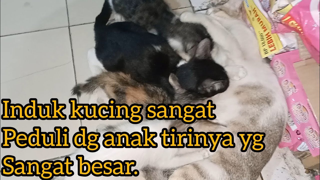 Induk kucing memanjakan anak semua anak tirinya. - YouTube