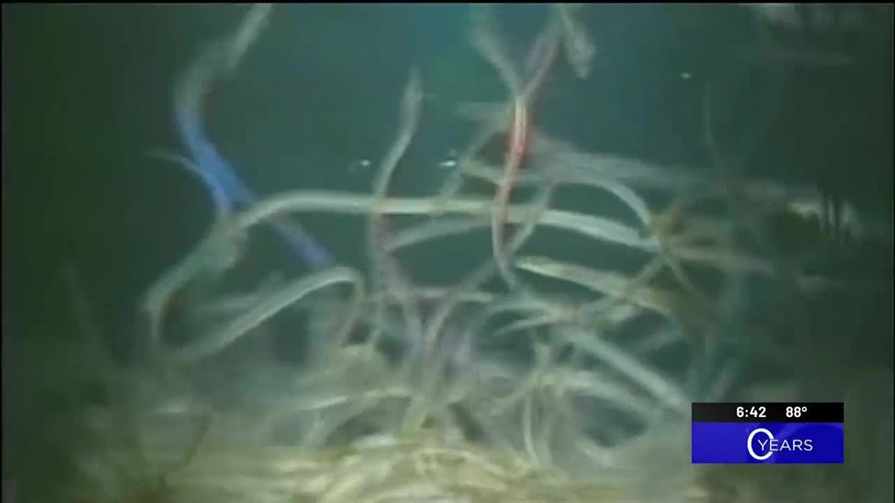 Baby eels remain one of America's most valuable fish after strong year ...