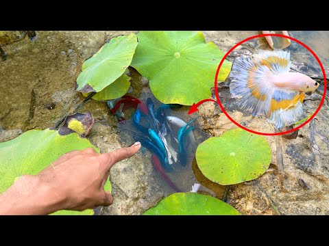 Tangkapan Ikan Cupang Unik yang Luar Biasa Menangkap Dan Menemukan Banyak Ikan Di Danau Teratai