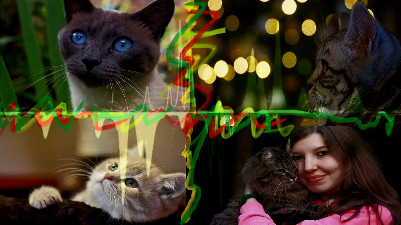 Cool EMP Track Music Dance & Electronic Dramatic Cat Small Mackerel ...