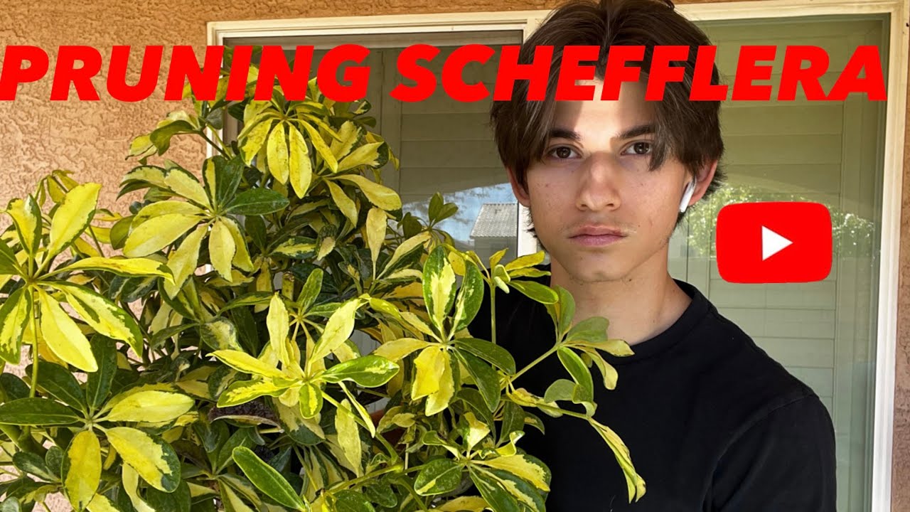 Pruning and Propagating Dwarf Umbrella Tree(Schefflera) - YouTube