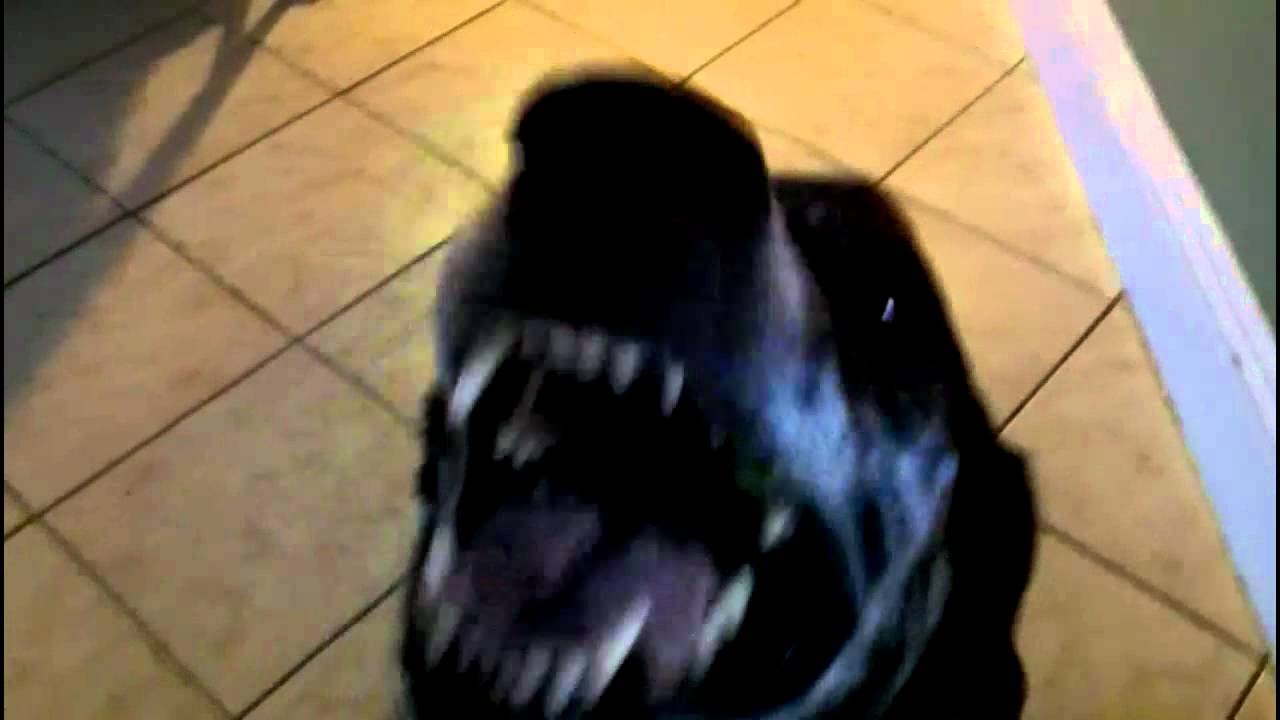 Guilty Dog, Buffy is Happy II - YouTube