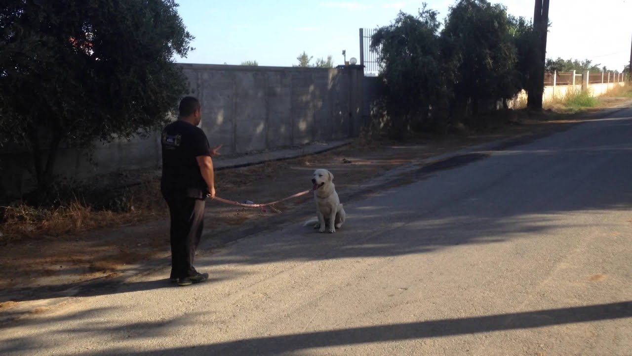 Εκπαίδευση σκυλων Ιδιοκτητων ΡΕΘΥΜΝΟ - YouTube