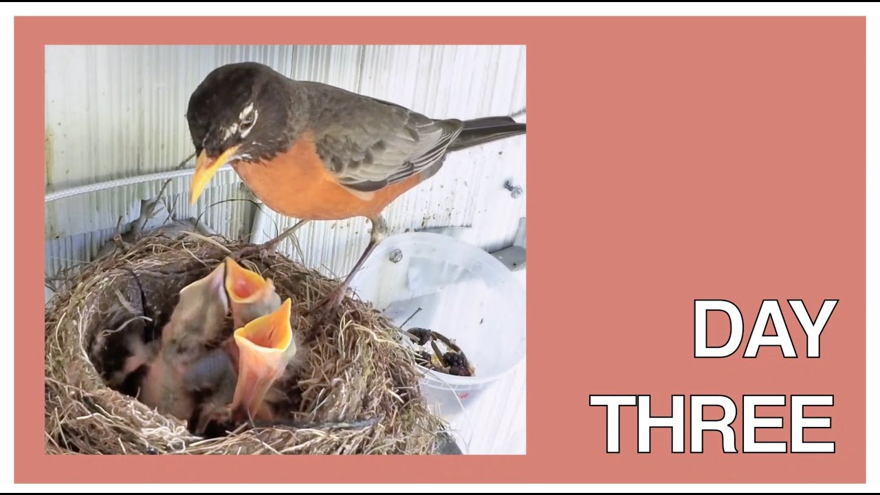 Baby Robins: Day Three - YouTube