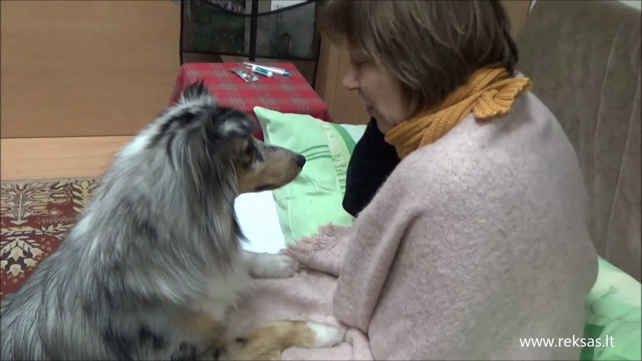 Kai aplanko nelauktas svečias - Gripas. (Awesome dog tricks) - YouTube