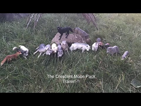 The Cresent Moon Pack Trailer! 🐺 (Read desc) - YouTube