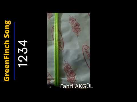 Flurya Kuşu Ötümü 1234