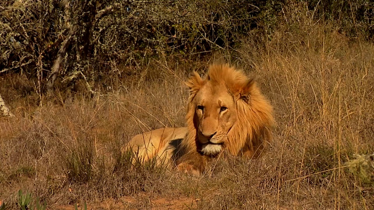 Secrets of the Savannah -The Hunt - YouTube