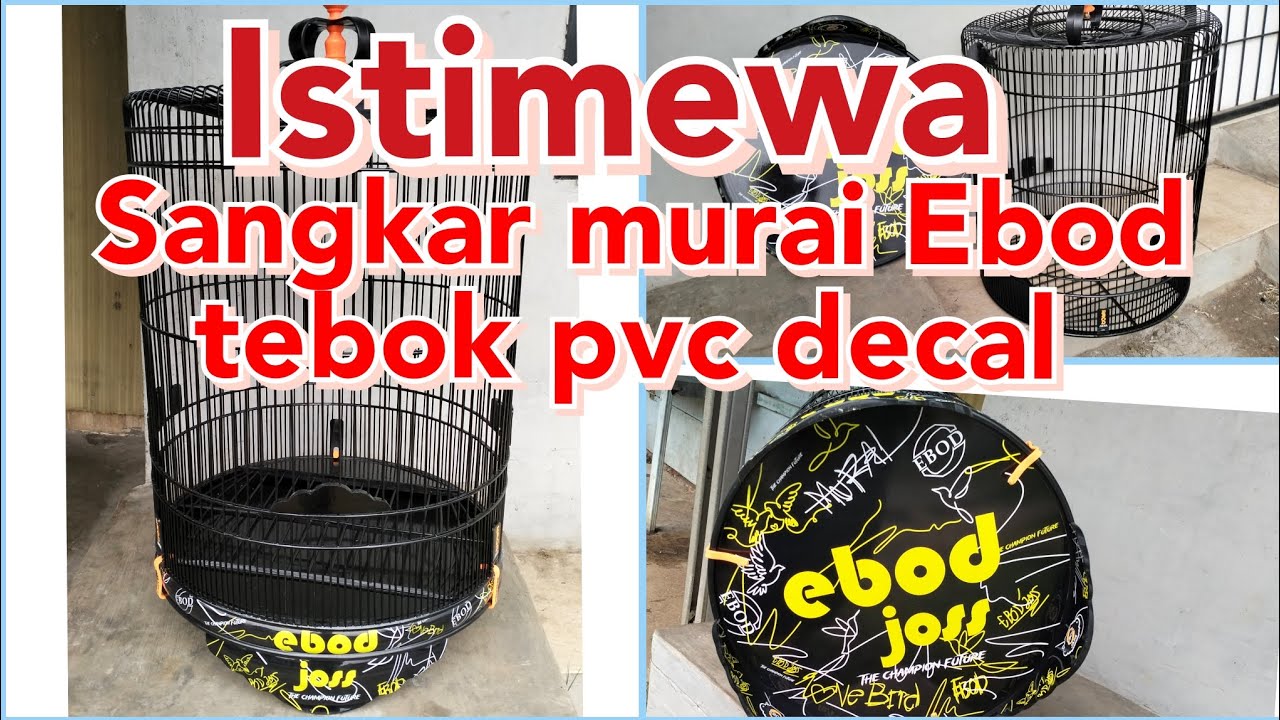 RIVIEW SANGKAR MURAI EBOD DECAL TERBARU TEBOK PVC EBOD JOOS - YouTube