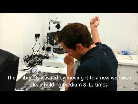 How Does Embryo Transfer Work In Horses