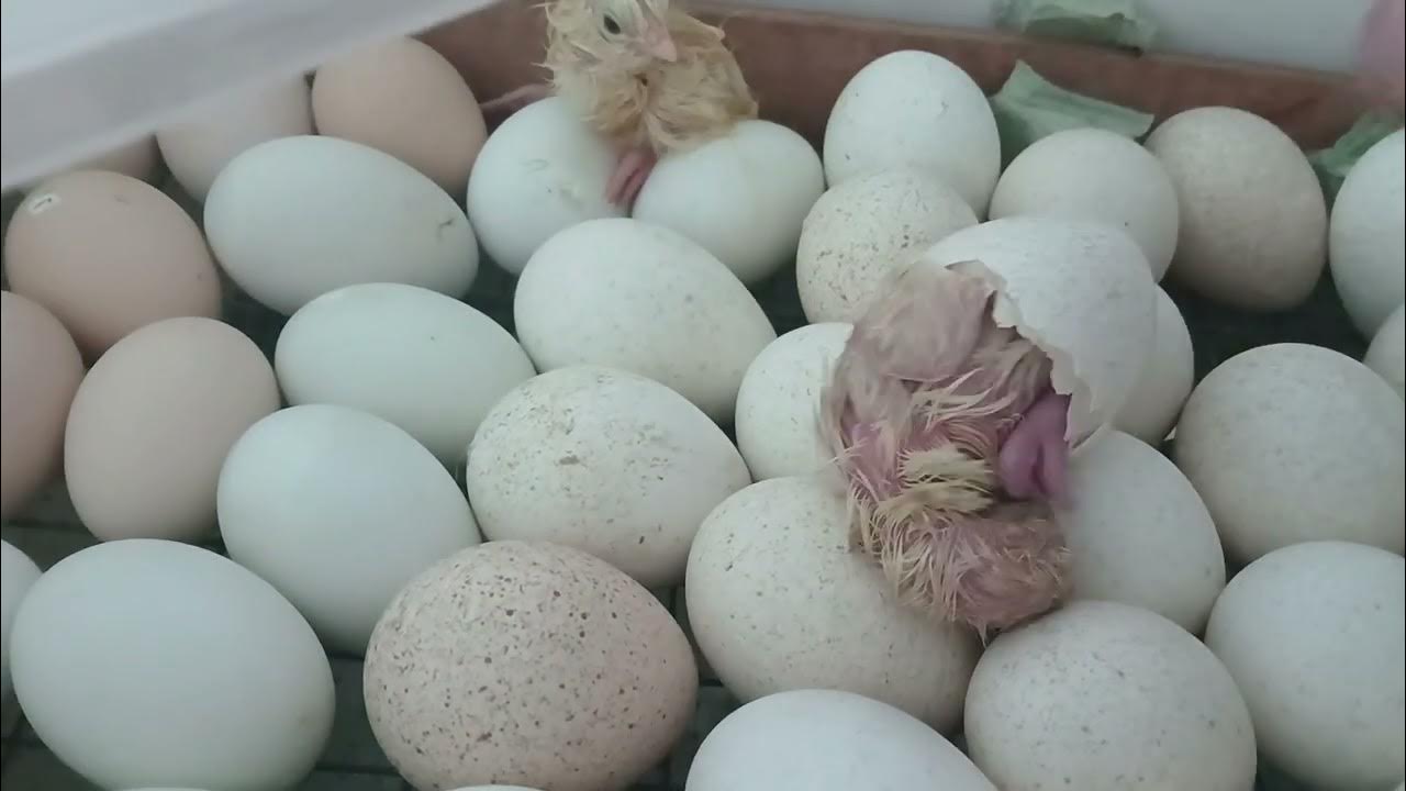 Суррогатная курица и мама - кошка Ксюша Я сажаю огород - YouTube