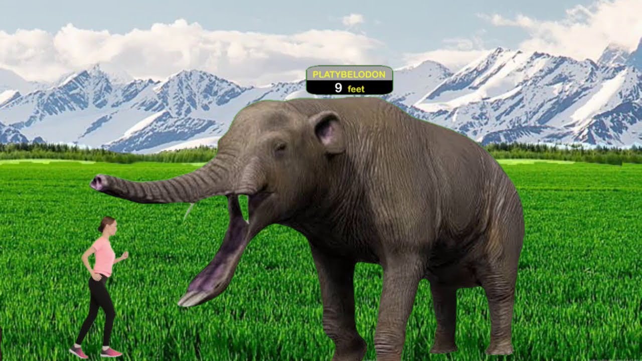 PREHISTORIC ANIMALS SIZE COMPARISON | CENOZOIC BEAST | PREHISTORIC ...