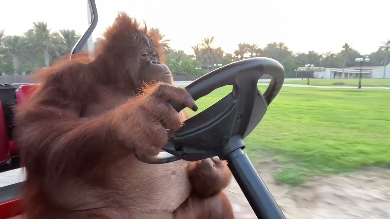 Famous orangutan driving a golf cart Blend W - YouTube