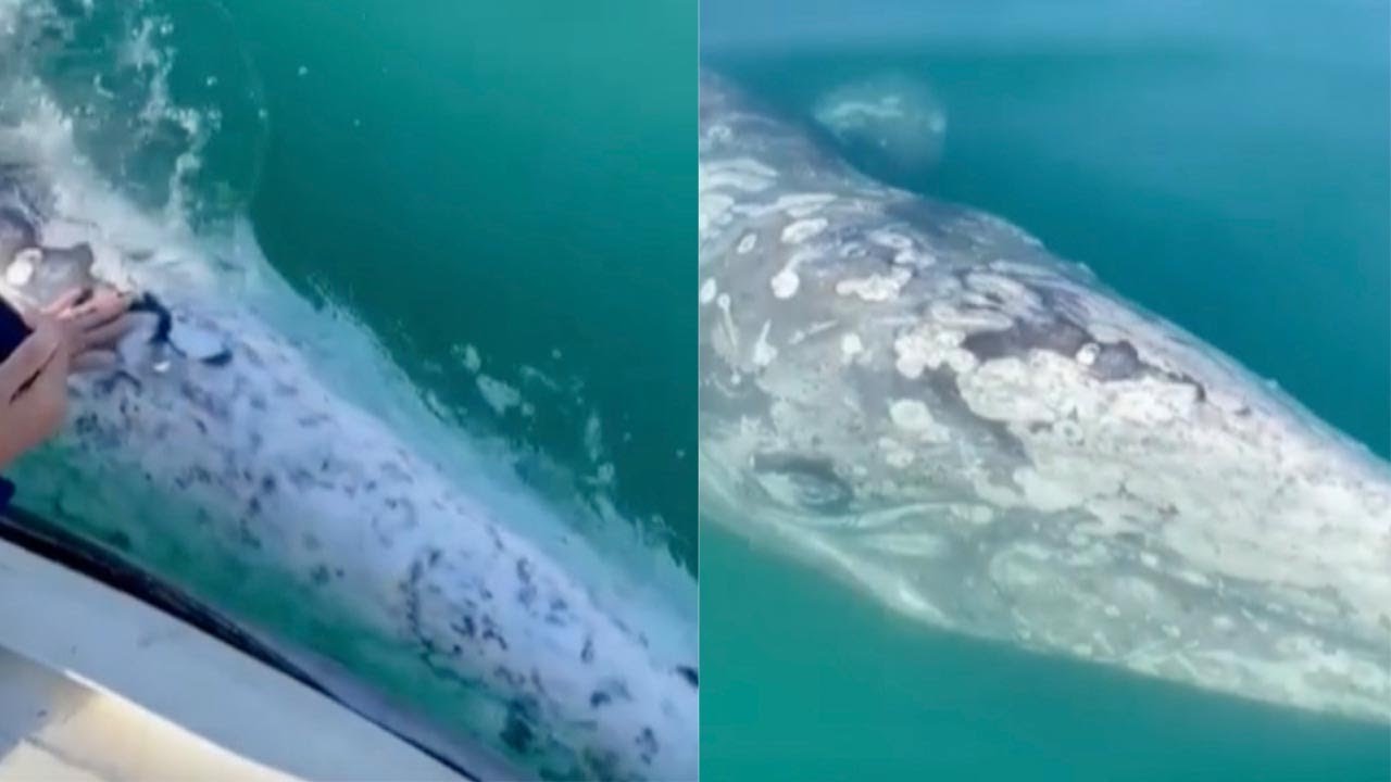 Friendly Grey Whale Swims Close To Boat - YouTube