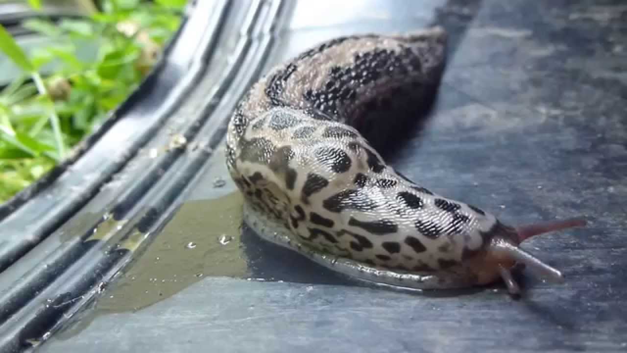 super slimy slug slithering slowly - YouTube