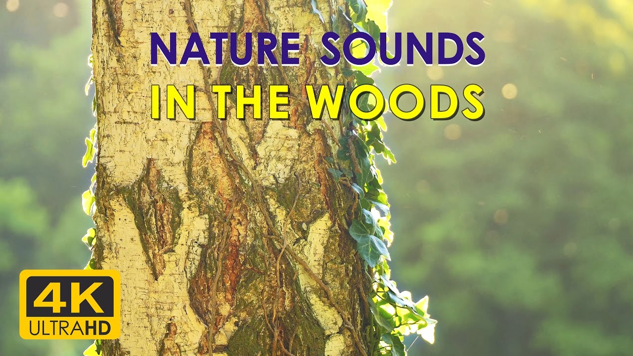 Forest meditation with Relaxing Nature Sounds, birdsong (4K) - YouTube
