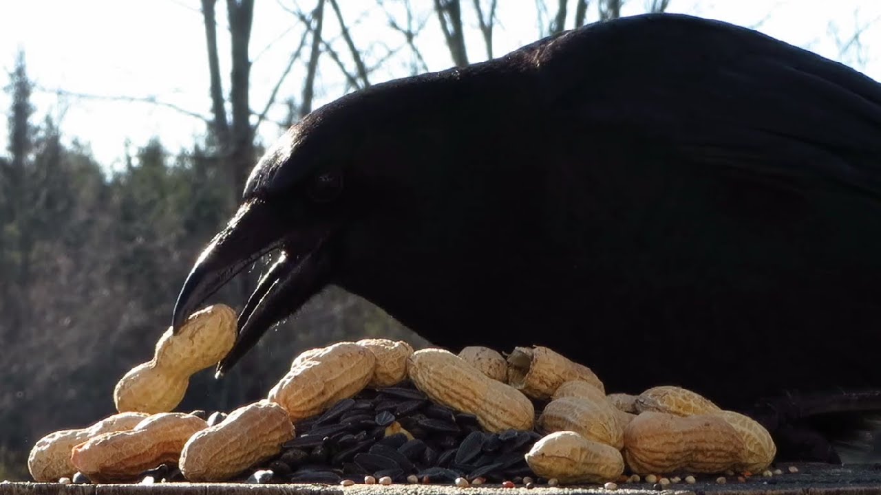 A few crows stop by for peanuts on a quiet morning - YouTube