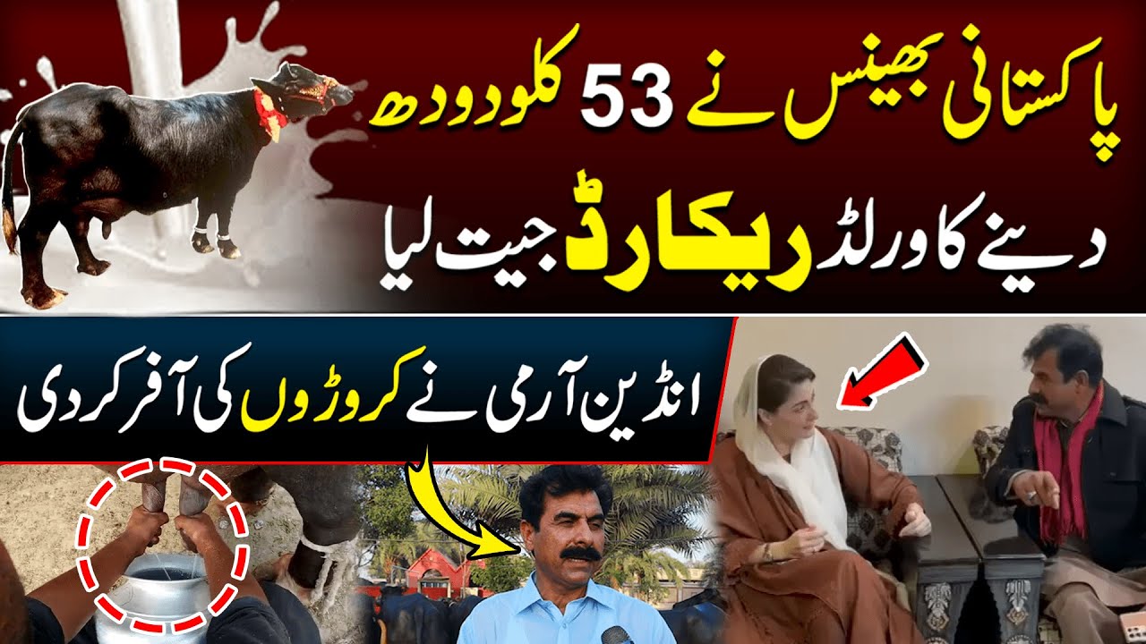 Pakistani Cow win world Record | SA Times - YouTube