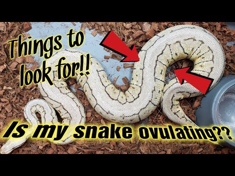 Signs your Ball Python is OVULATING!! Babies on the way!! - YouTube