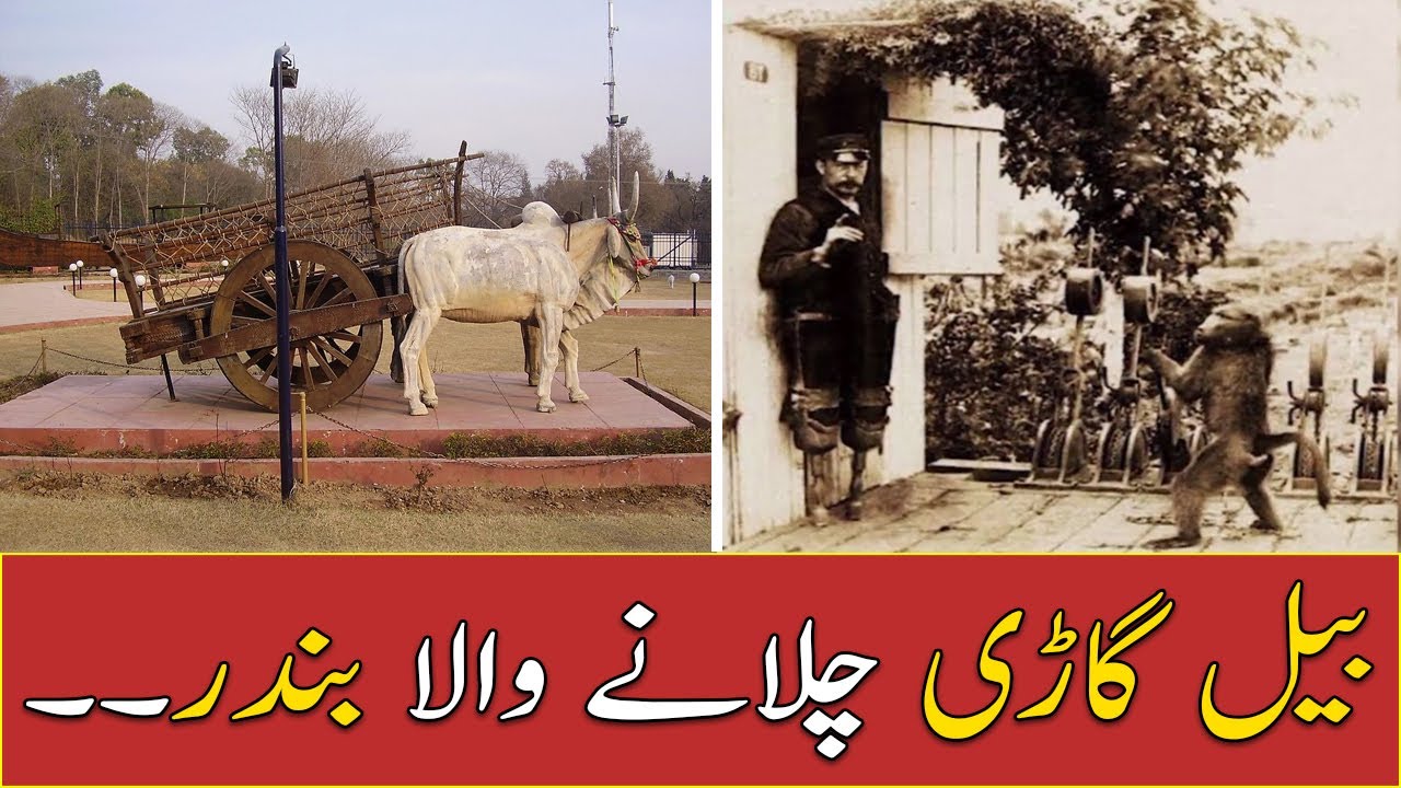 Bail Gari Chalane Wala Bandar... - YouTube