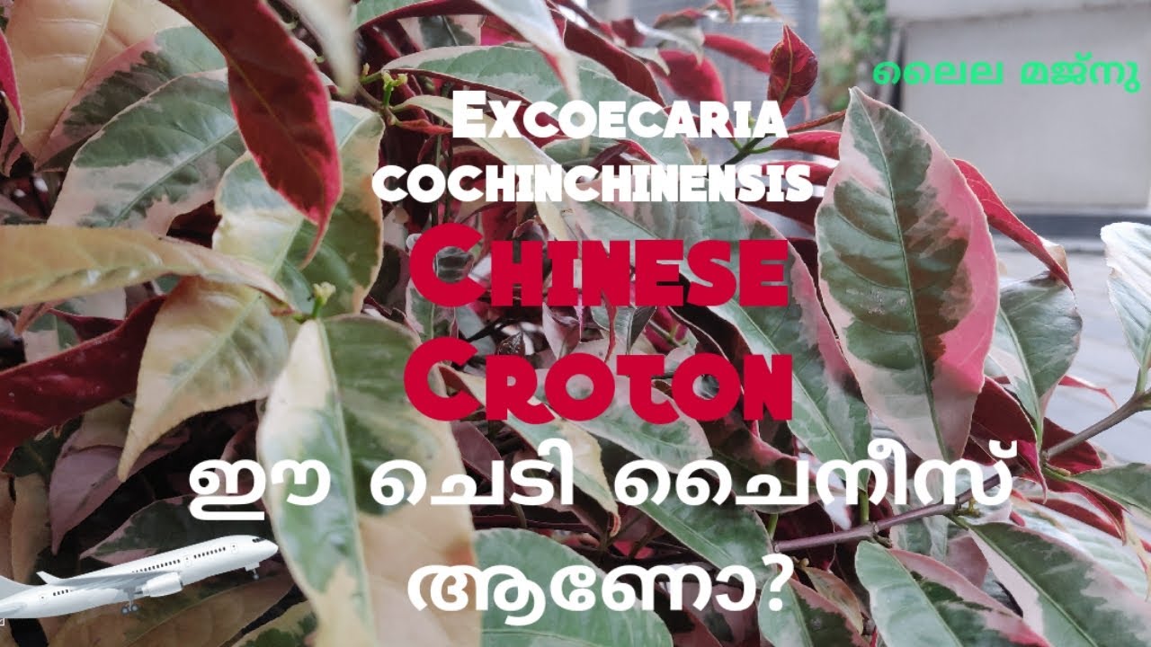 Excoecaria Cochinensis"Chinese Croton"-Tips To Grow Well In Pot!! - YouTube