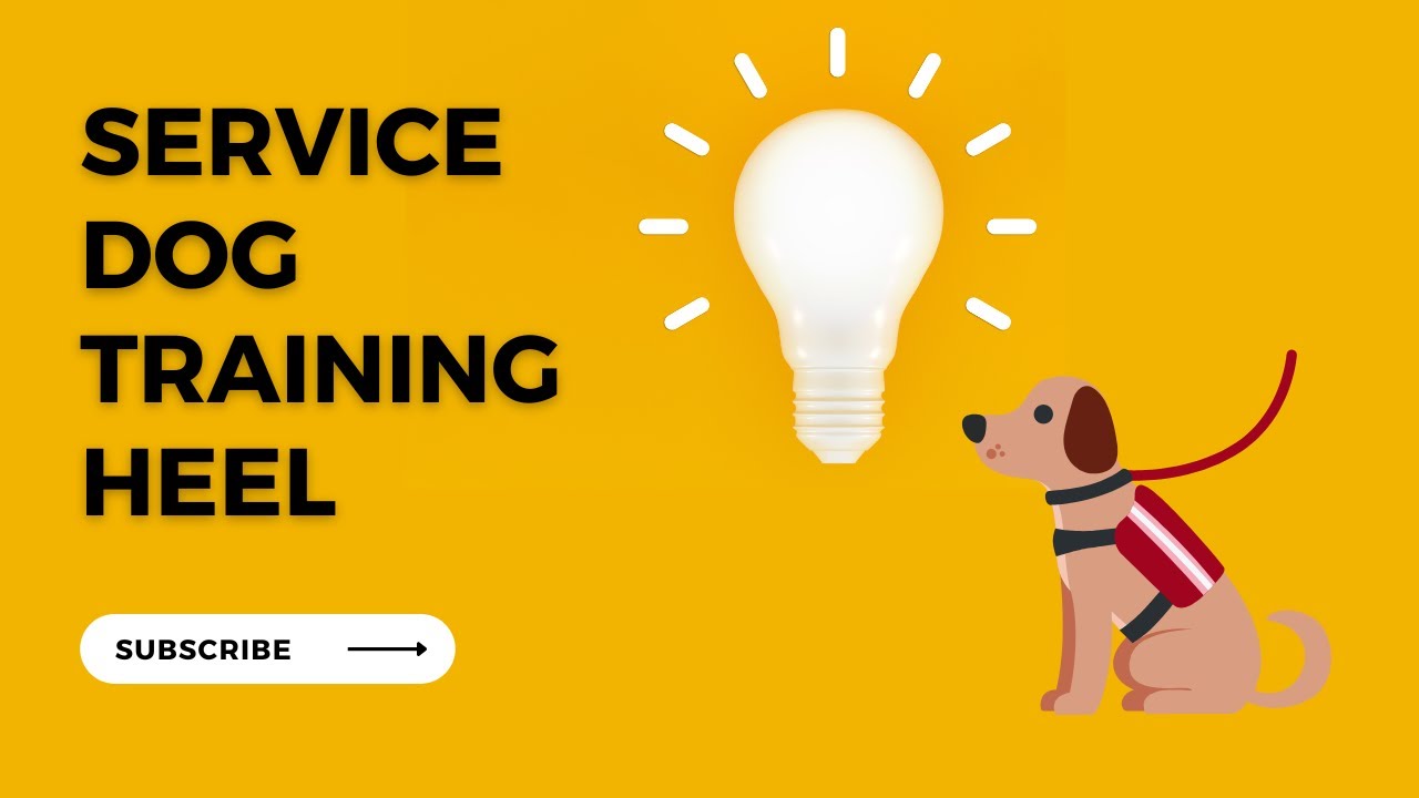 Service Dog Training Heel Vlog (12/13/2022) - YouTube