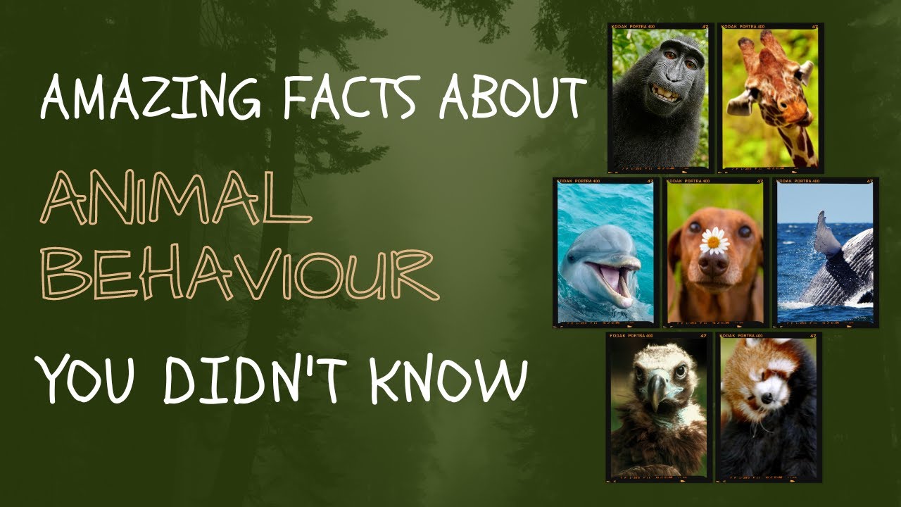 Amazing Facts About Animal Behaviour You Didn't Know - YouTube