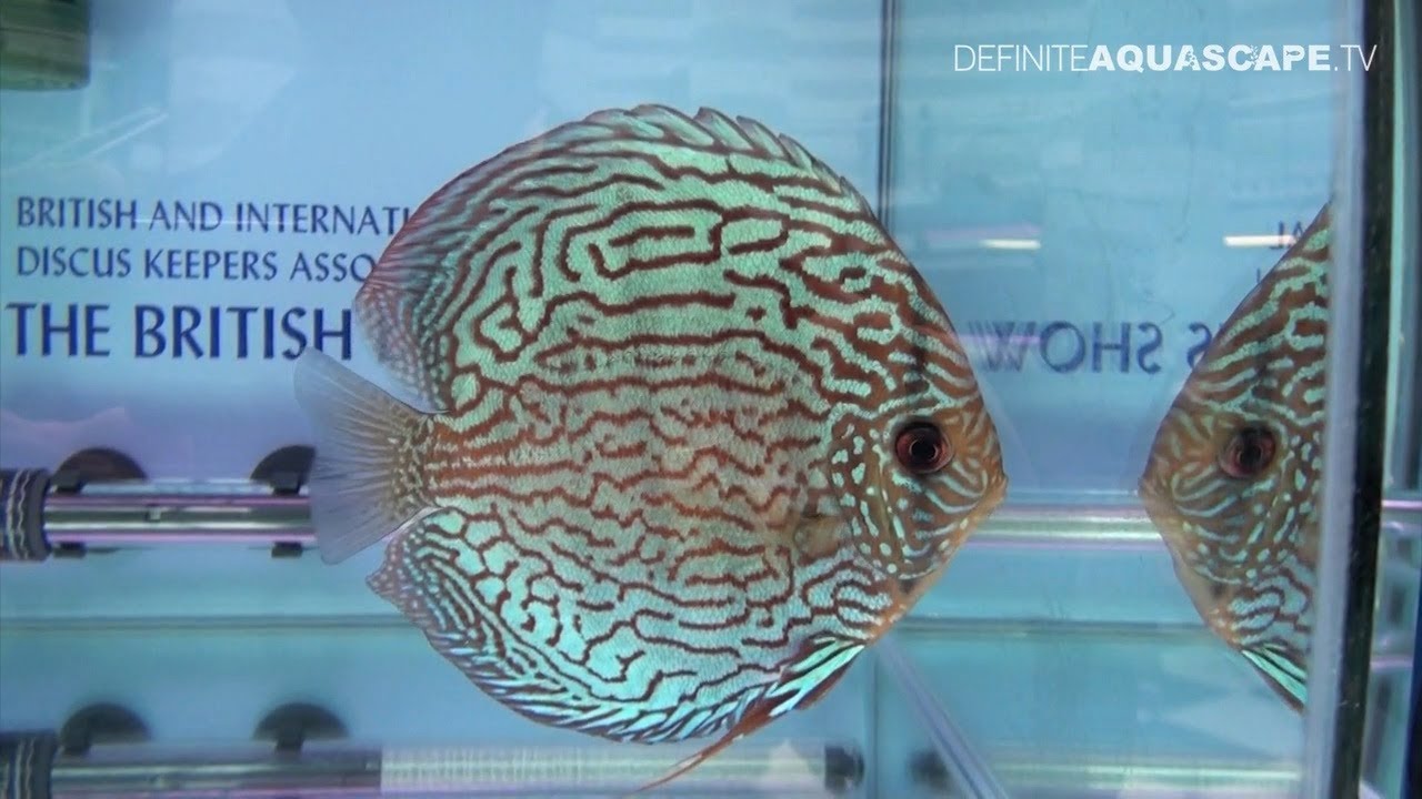 Discus fish of The British Discus Show - pt. 3 (Striped) - YouTube