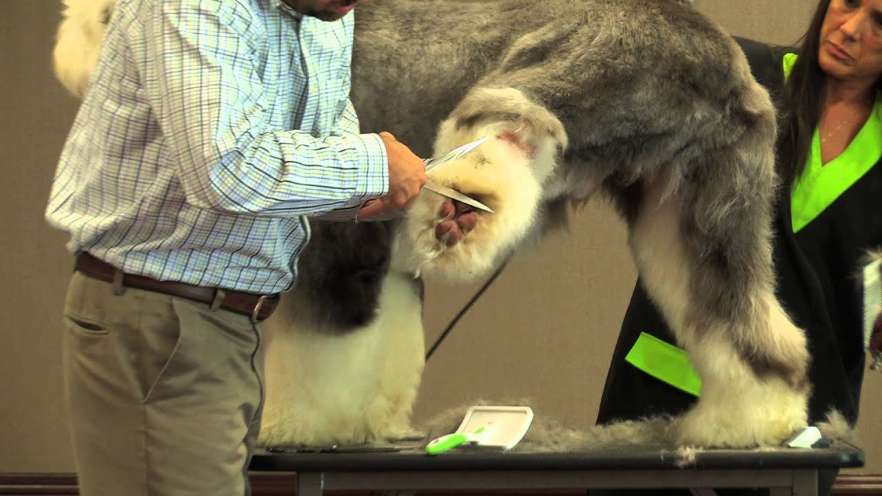 Old English Sheepdog Grooming - YouTube