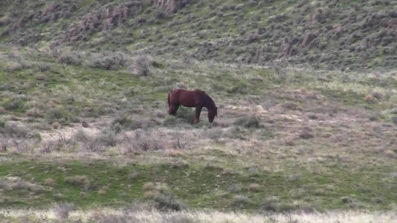 Roll on Owyhee Mustangs - YouTube