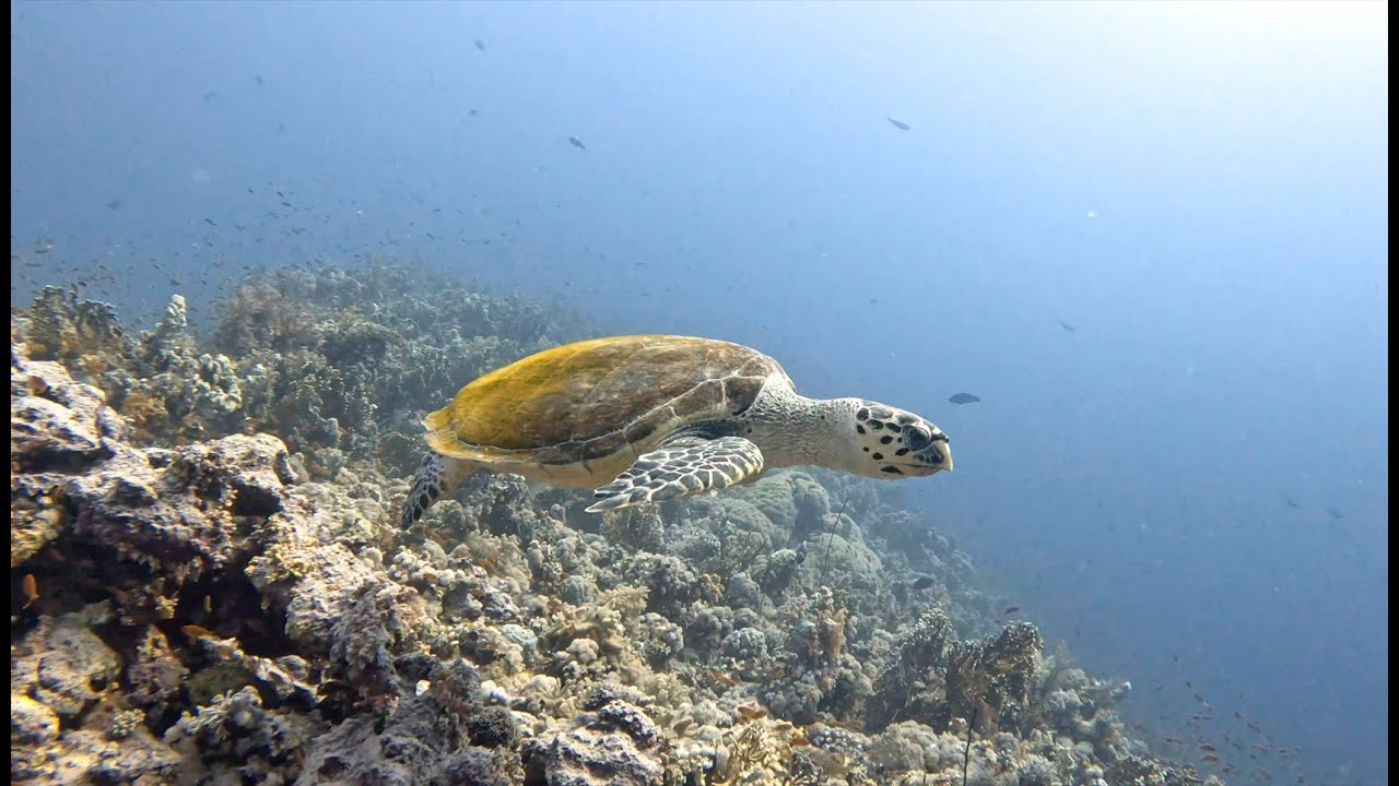 How is diving in Yanbu in July? - YouTube